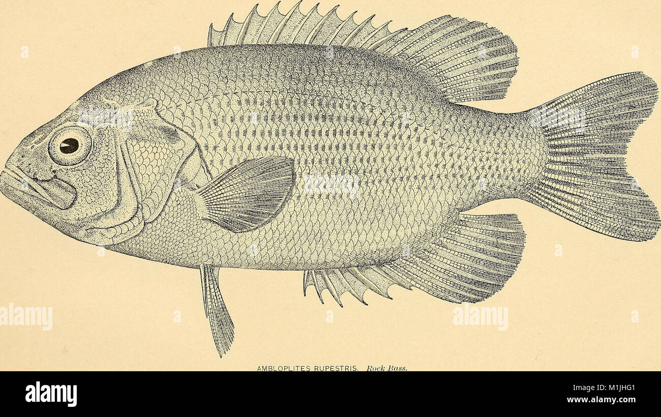 This 1897 manual outlines fish-culture techniques, focusing on ...