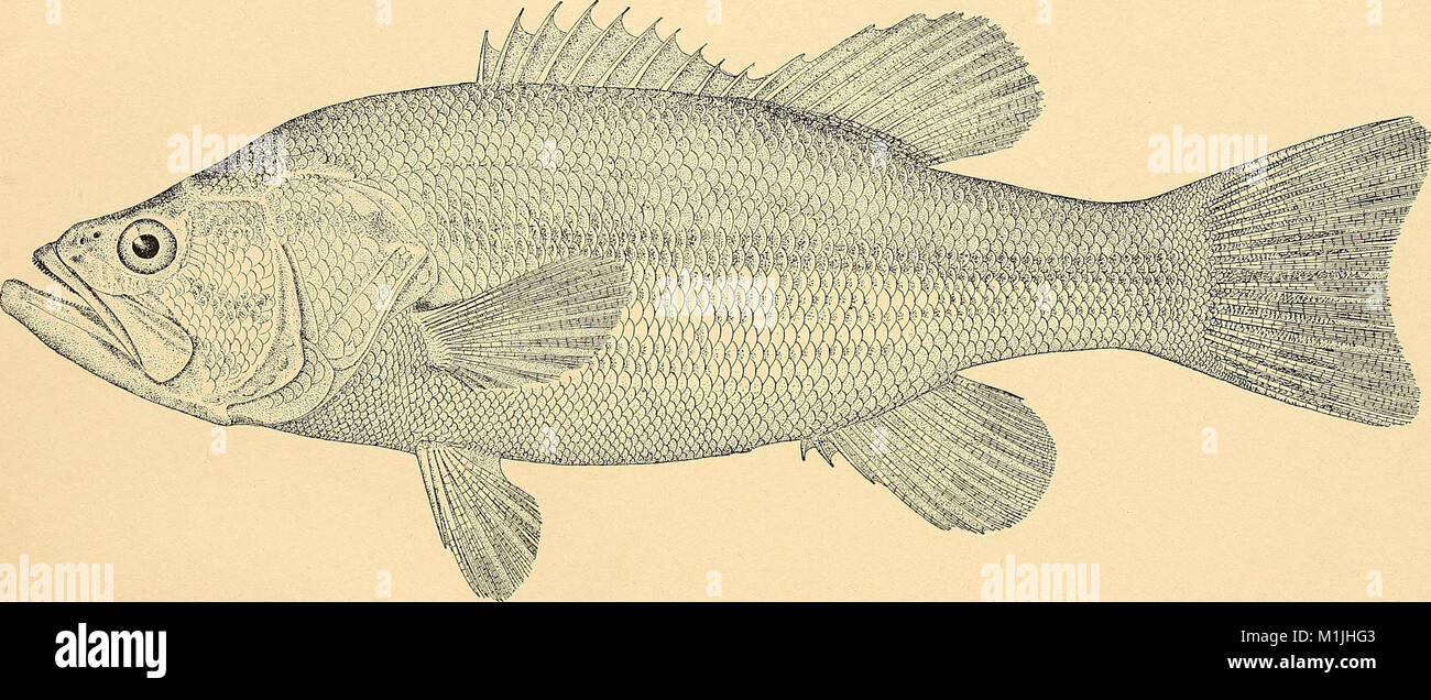 United states commission of fish and fisheries hi-res stock photography ...