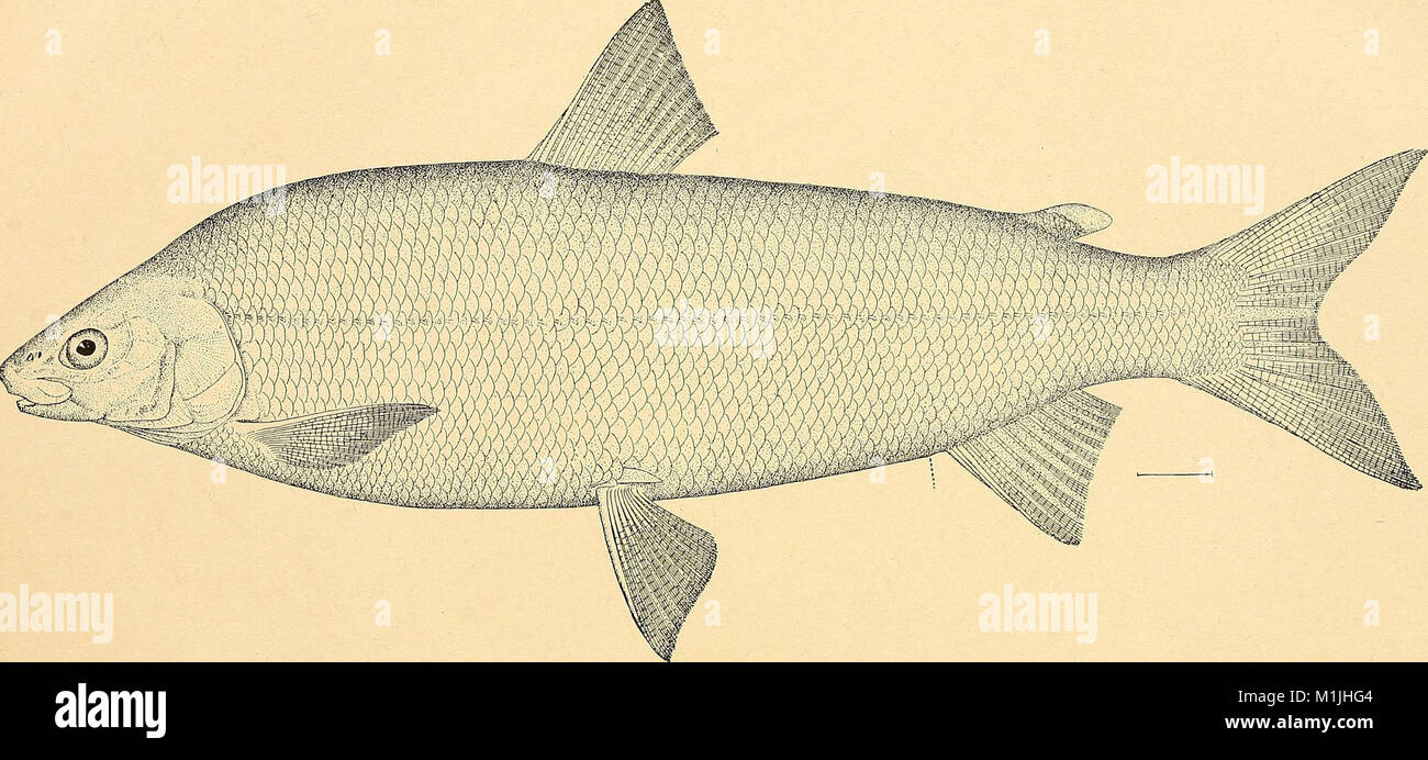 This *Manual of Fish-Culture* (1897) outlines methods for fish farming ...