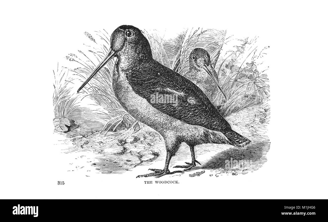 American game bird shooting (1882) (14732571136 Stock Photo - Alamy