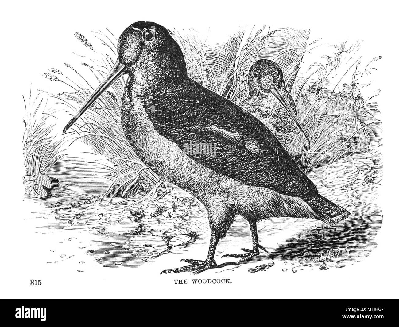 Game bird shooting Black and White Stock Photos & Images - Alamy