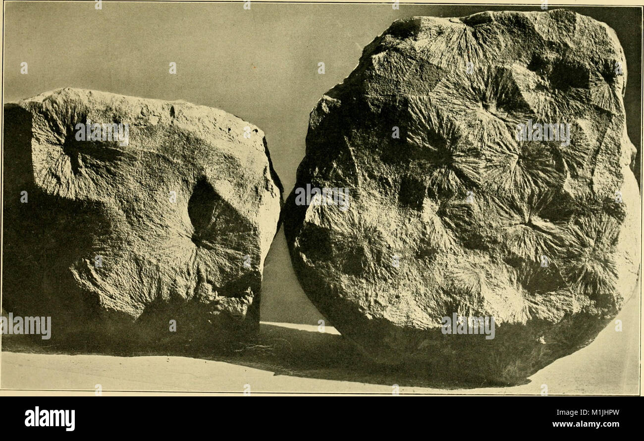 'African Invertebrates' (1909-1916) is a journal focused on the study ...