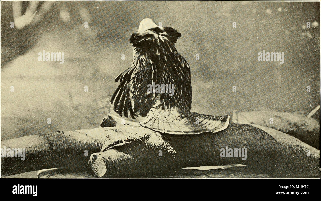 This historical work provides an overview of game birds, wild-fowl, and ...