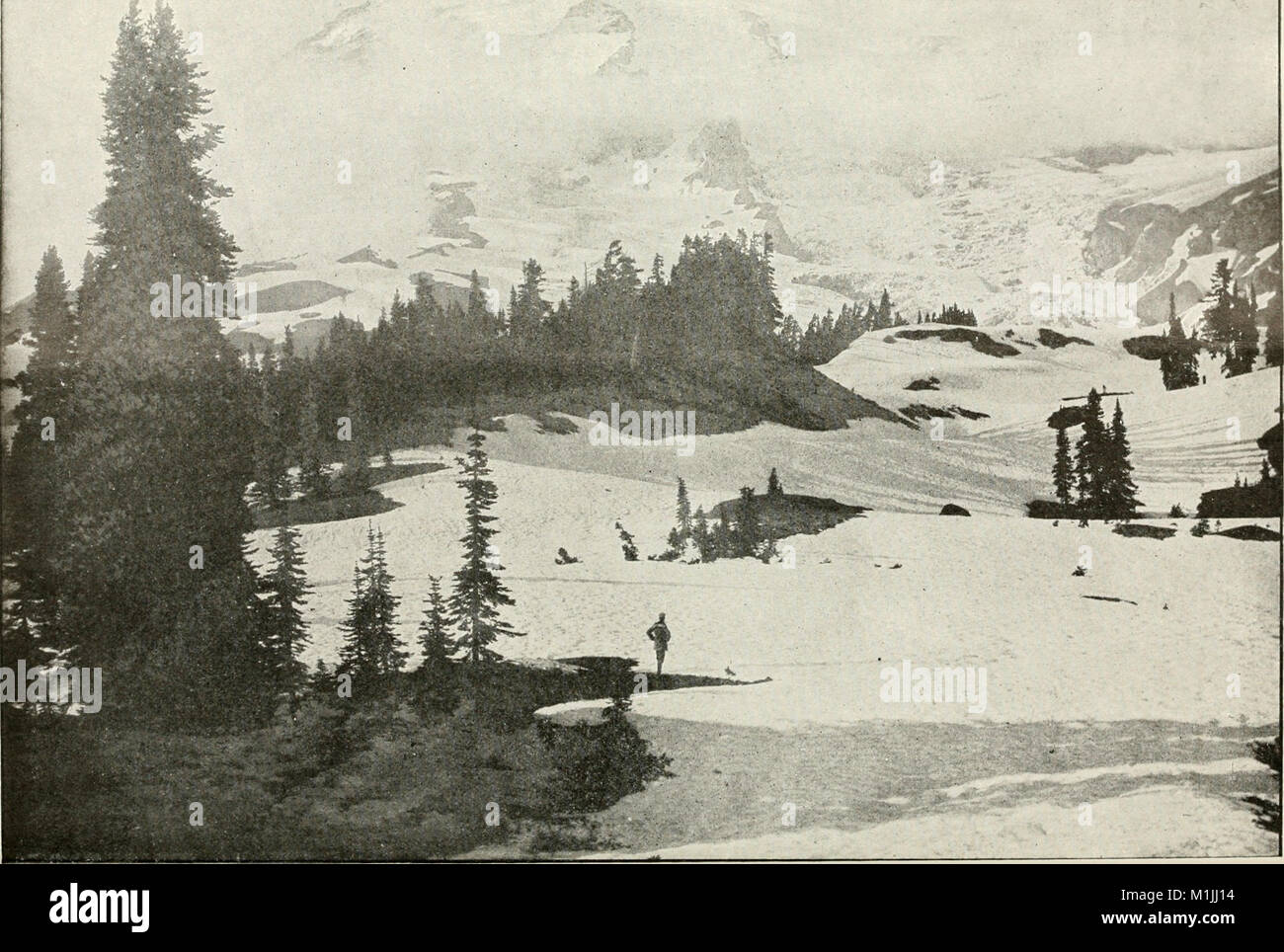 American Forests is a publication focused on forest conservation ...