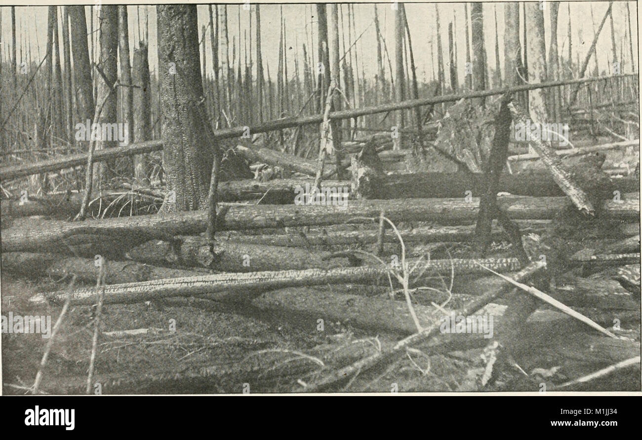 'American Forests' is a journal dedicated to the preservation and study ...