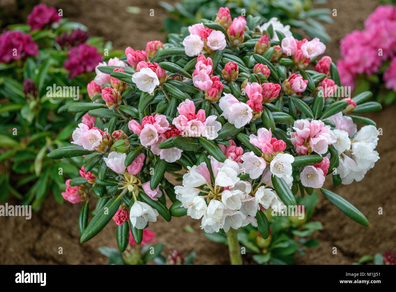 Yakushima rhododendron (Rhododendron Koichiro Wada), Yakushima ...