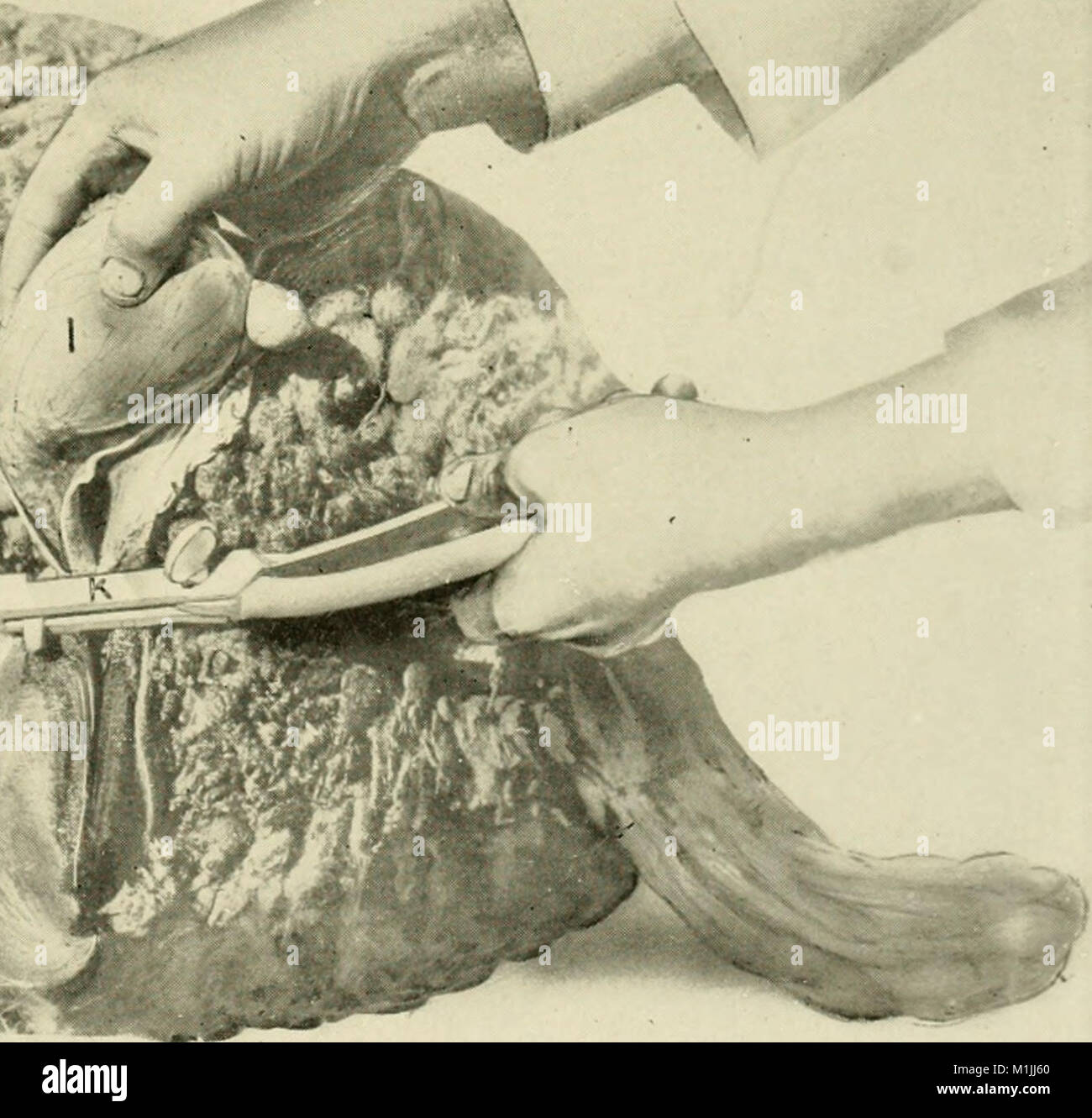 This 1914 book provides a comprehensive guide on animal castration ...