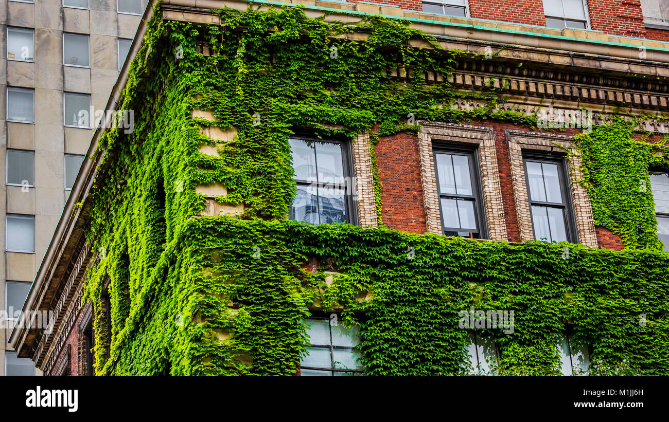 Ivy covered brick building in New York City Stock Photo - Alamy