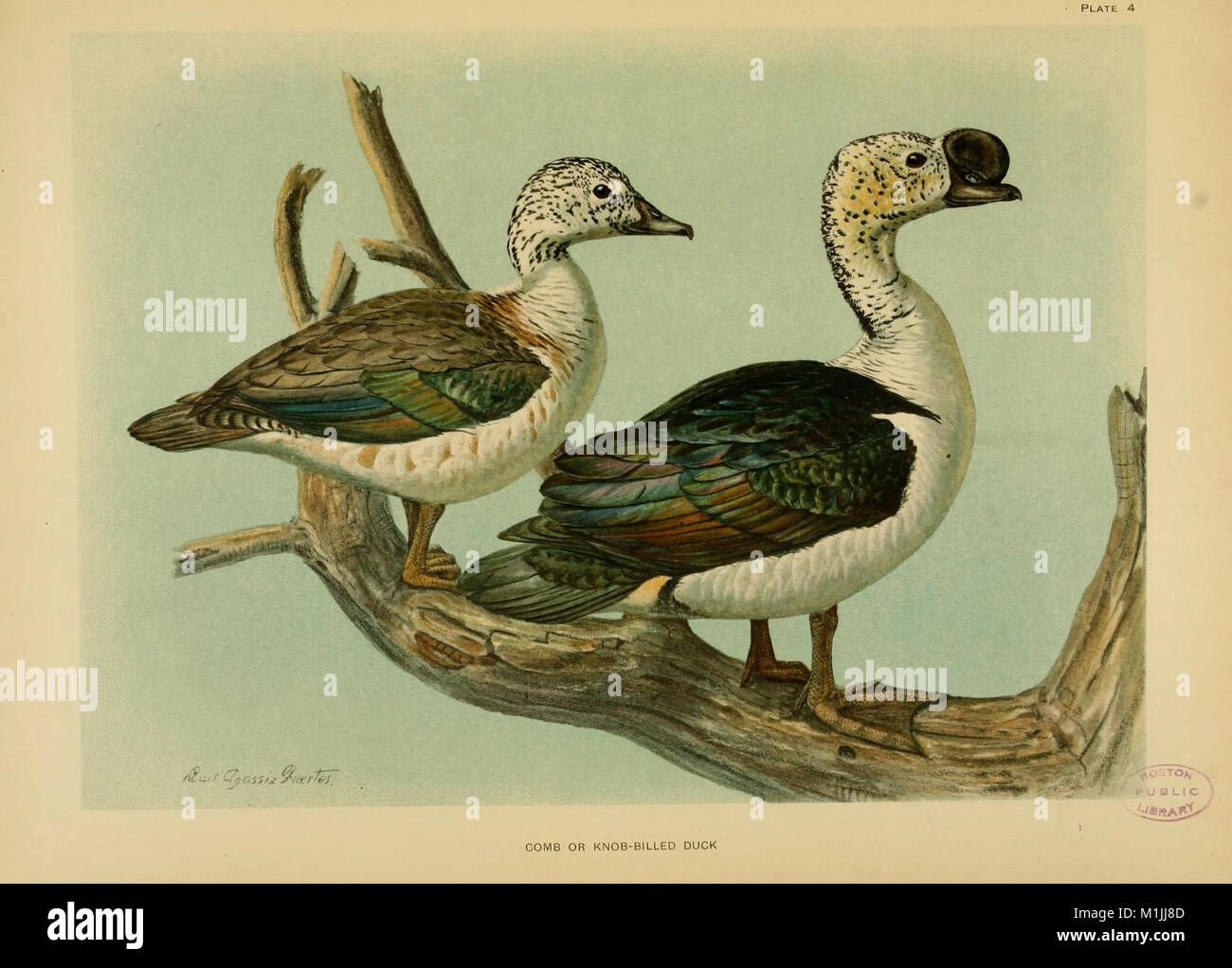 This 1922 publication offers an in-depth study of ducks, focusing on ...