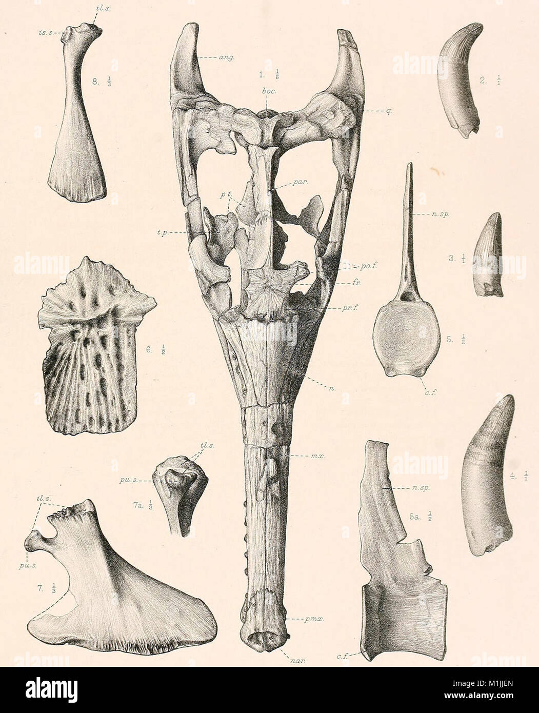 A descriptive catalogue of the marine reptiles of the Oxford clay ...