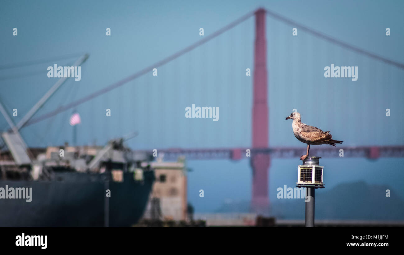 Seagull and Golden Gate Bridge, San Francisco, California Stock Photo ...