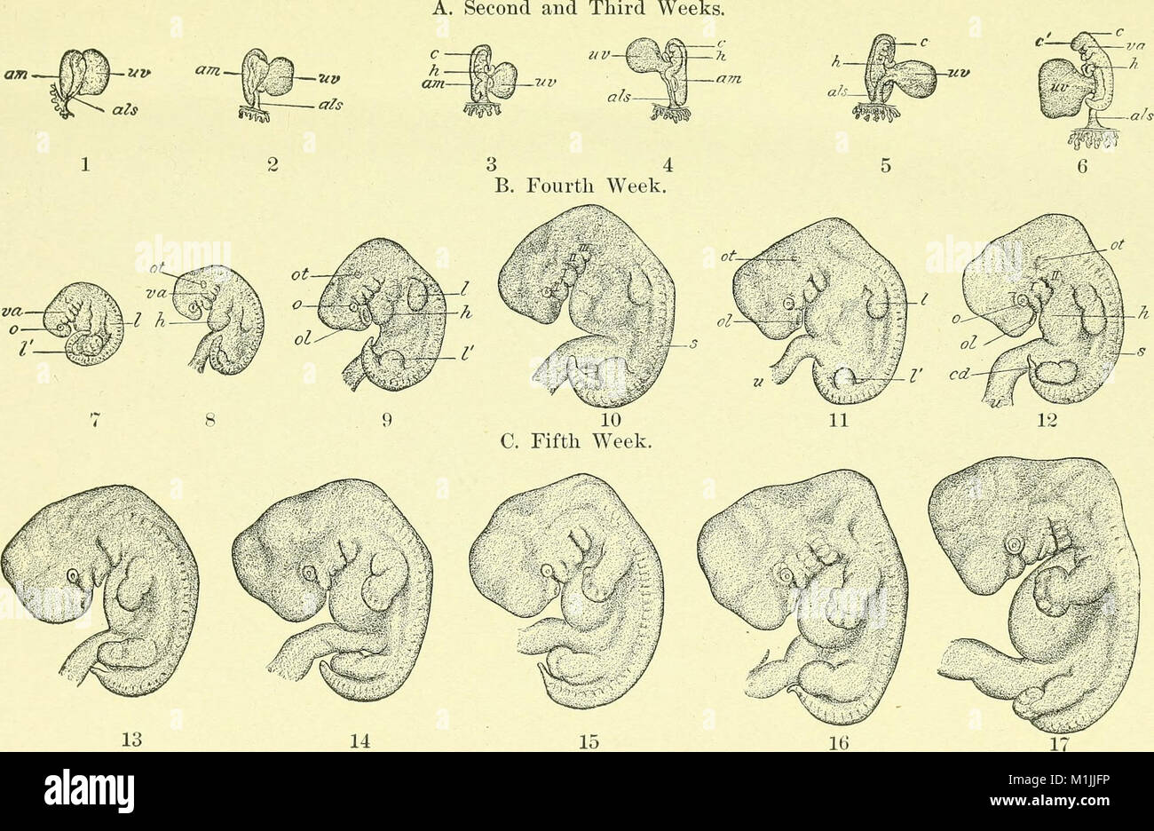 This 1907 textbook on embryology provides a detailed study of the ...
