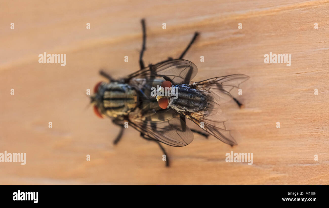 Two winged flies hi-res stock photography and images - Alamy