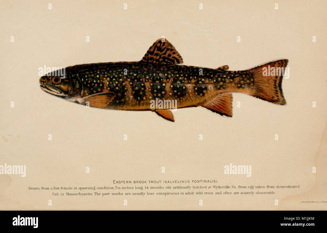 This 1908 work provides a comprehensive guide to North American fish ...