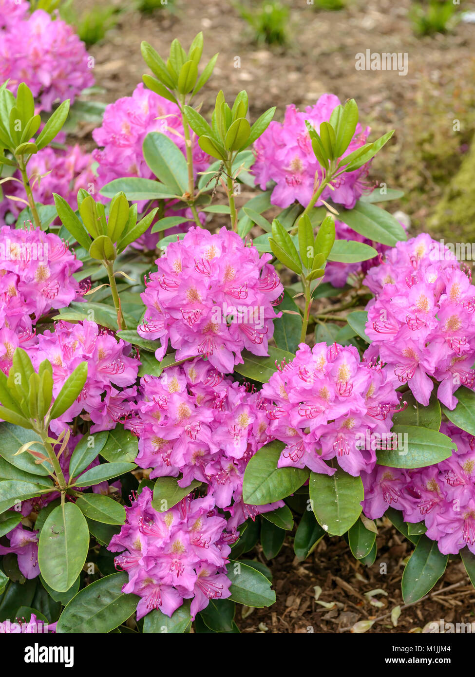 Rhododendron (Rhododendron Pink Purple Dream Stock Photo - Alamy