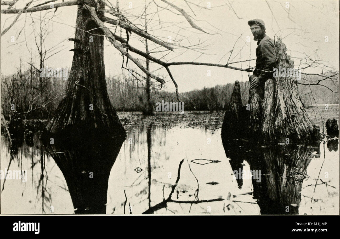 'American Forestry' (1910-1923) is a journal documenting the progress ...