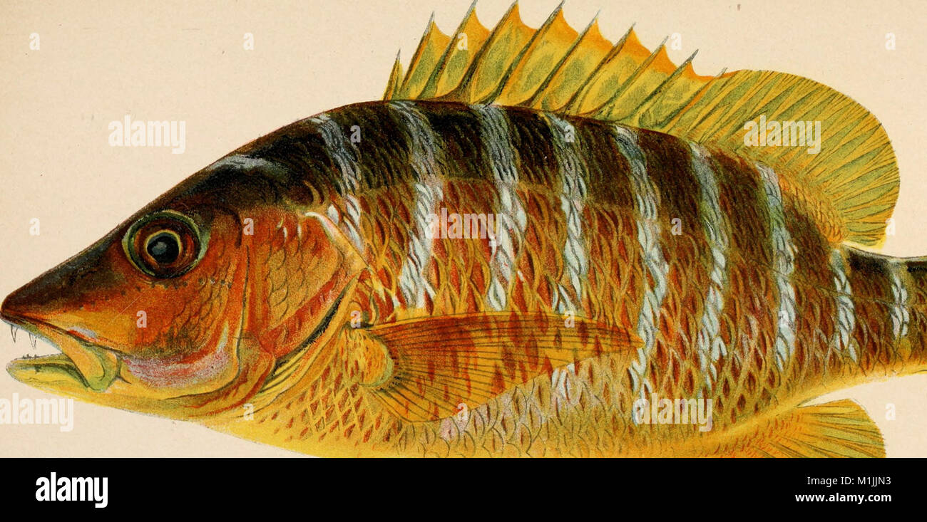 American food and game fishes. A popular account of all the species ...