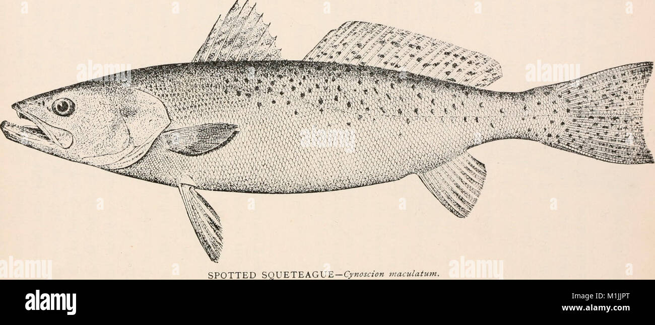 American game fishes - their habits, habitat, and peculiarities, how ...