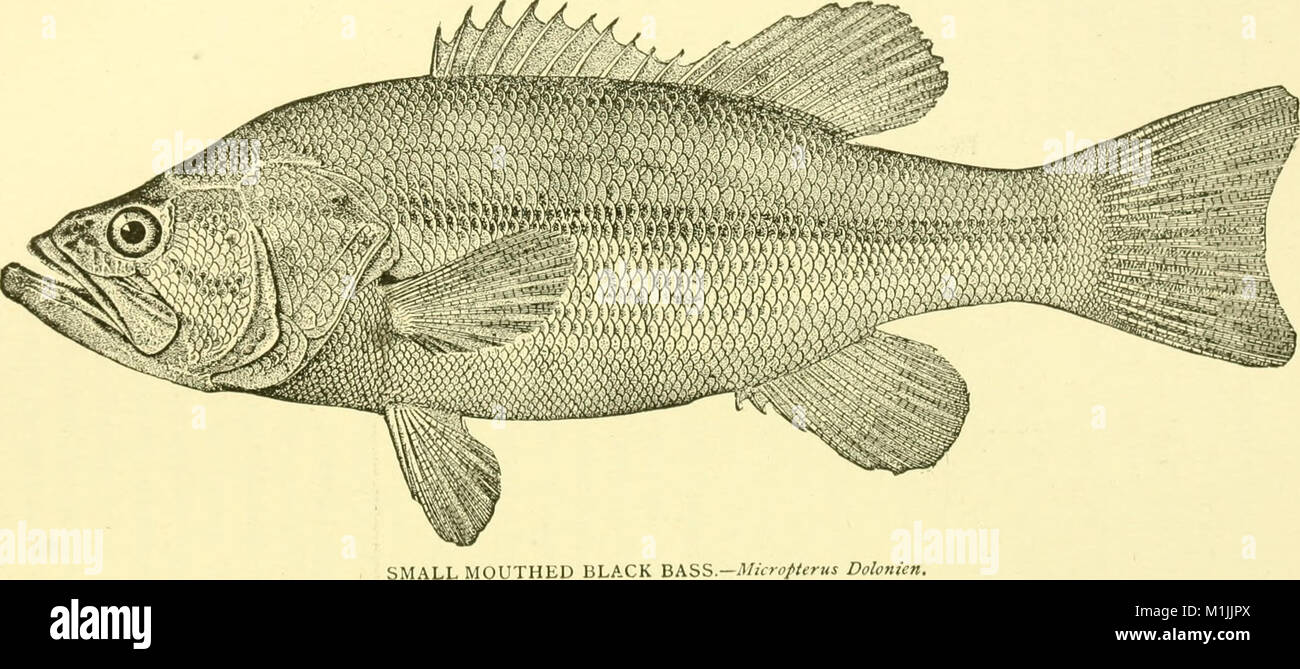 American game fishes; their habits, habitat, and peculiarities; how ...