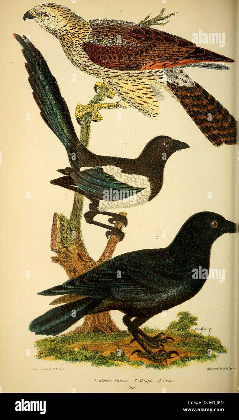 American ornithology; or, The natural history of the birds of the ...