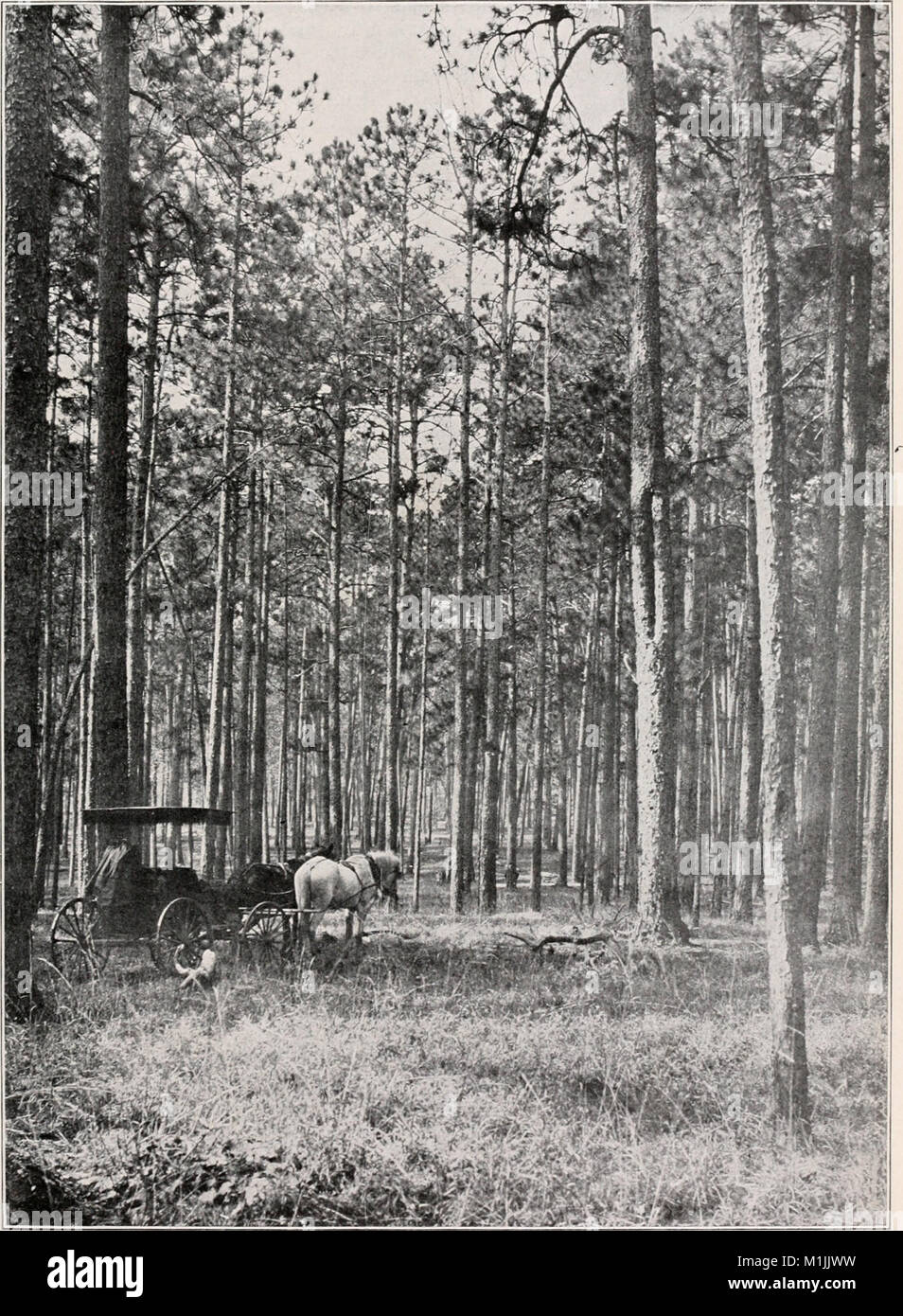 *American Forests* explores the diverse forests across the United ...