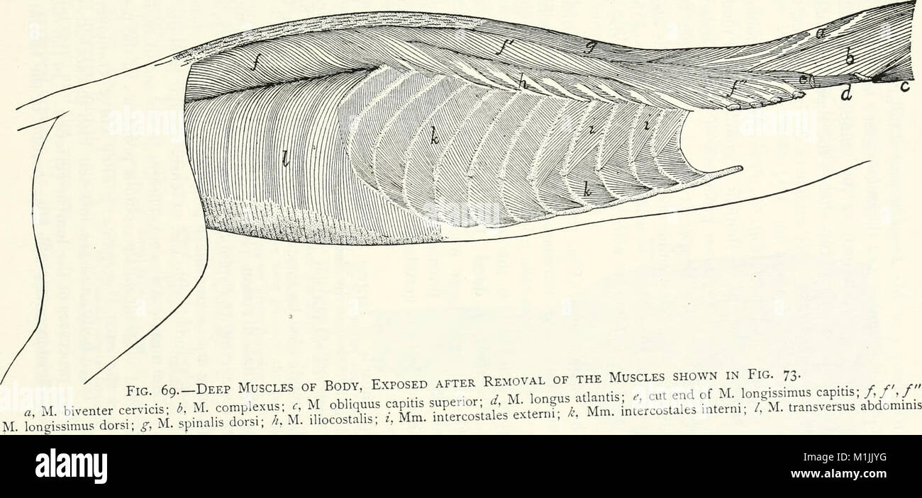 The 1991 publication Anatomy of the Cat provides a comprehensive guide ...