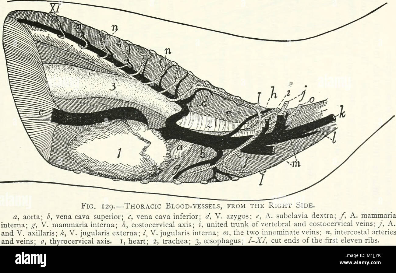 'Anatomy of the Cat' (1991) is a detailed scientific reference on the ...