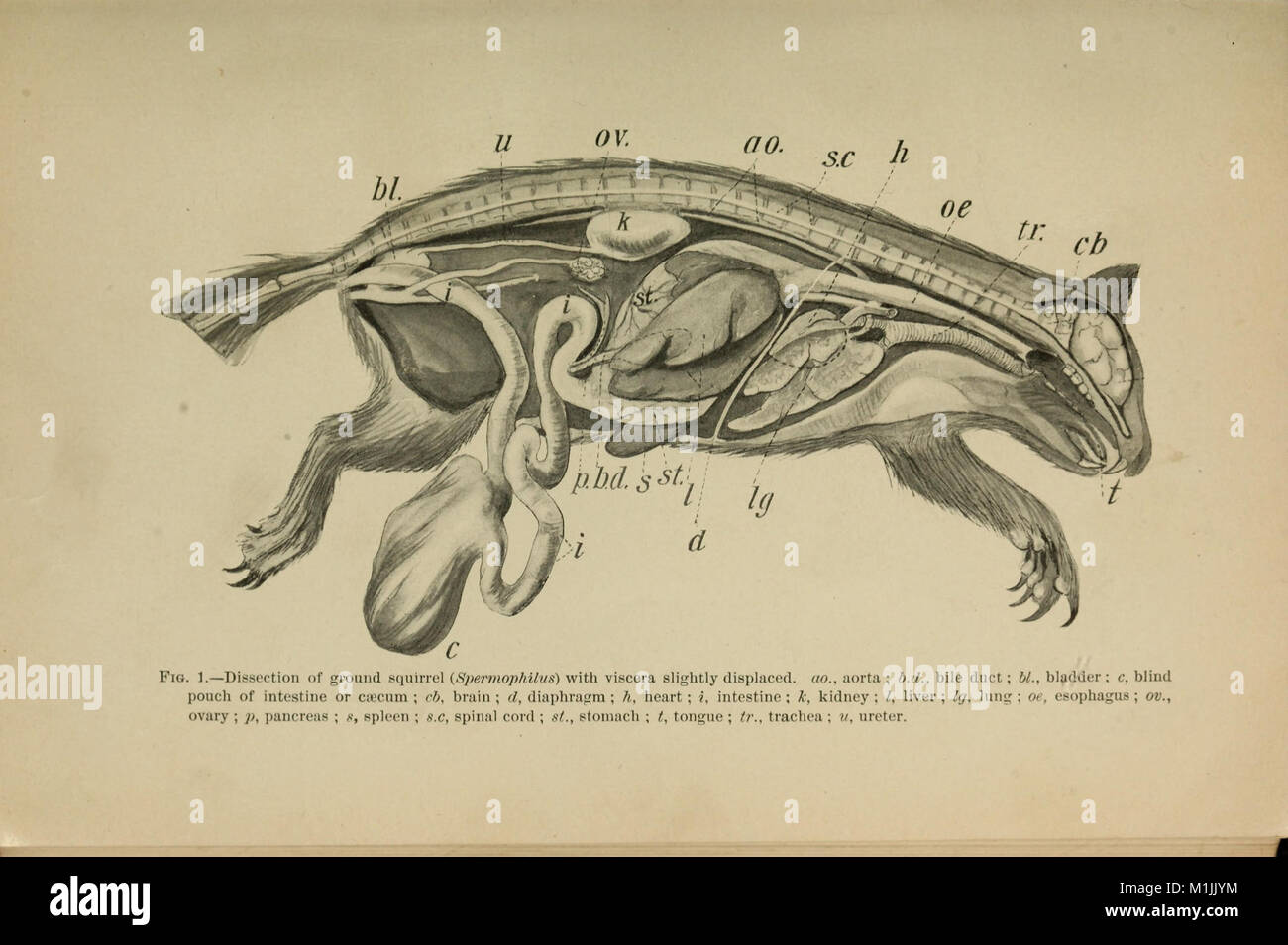 'Animal Forms; A Second Book of Zoology' (1902) is a zoology textbook ...