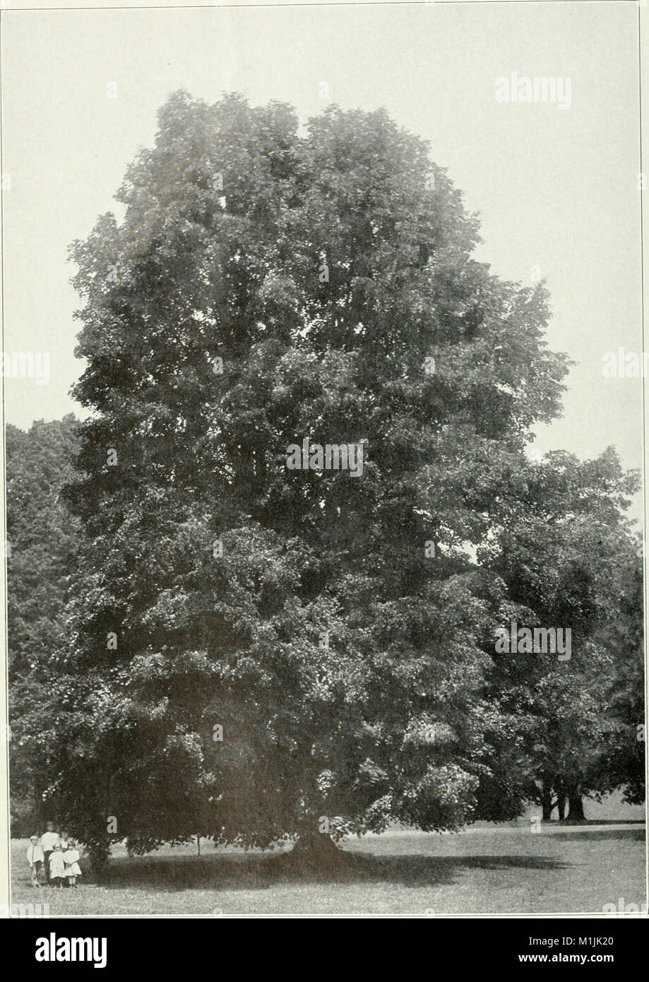 'American Forestry' (1910-1923) covers the development of forestry ...