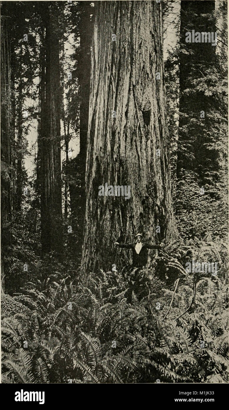 'American Forestry' from 1910-1923 discusses the development and ...