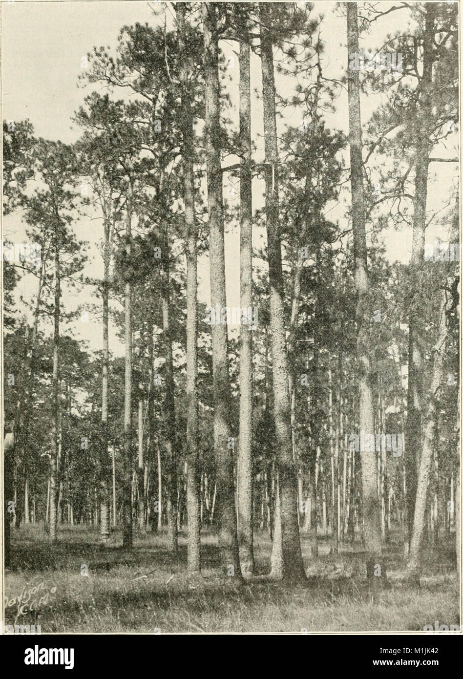 Text on forests forestry hi-res stock photography and images - Alamy