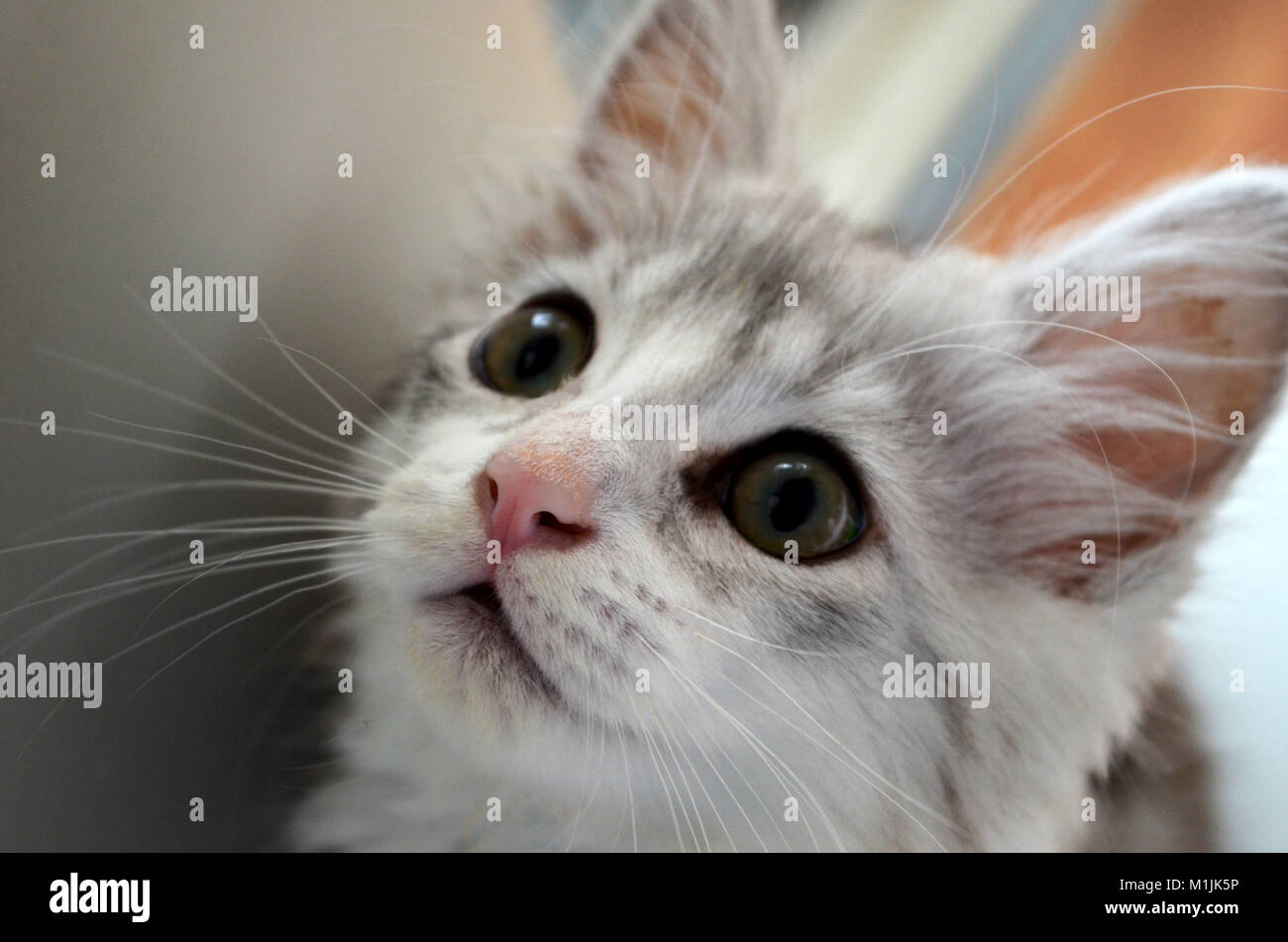 Detailed cat face hi-res stock photography and images - Alamy