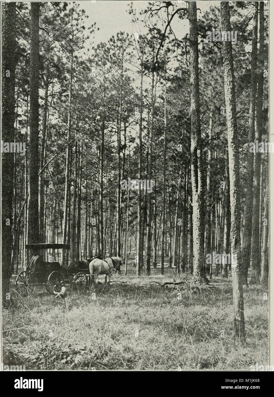 'American Forests' examines the state of forests in the United States ...
