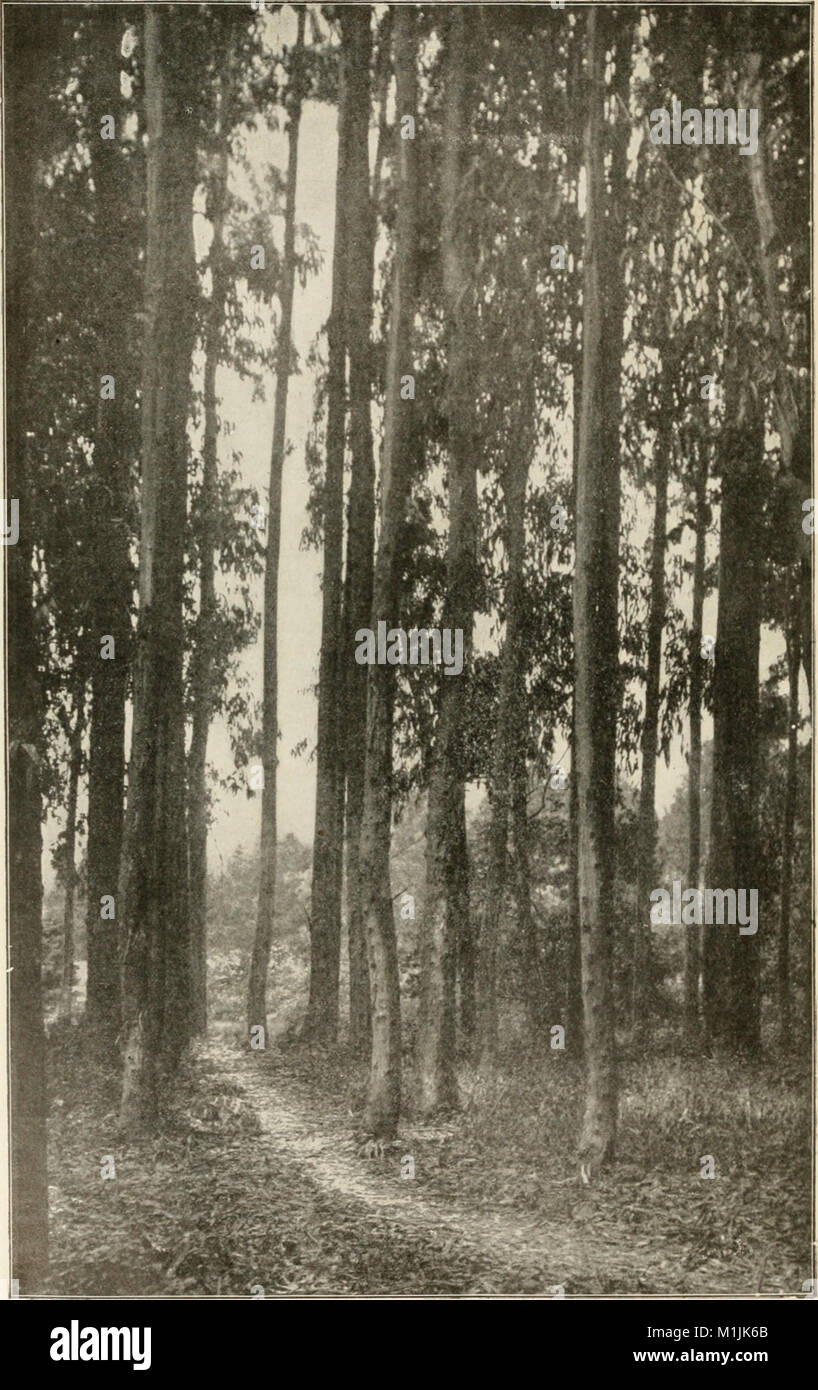 'American Forests' is a comprehensive study of the forests of the ...