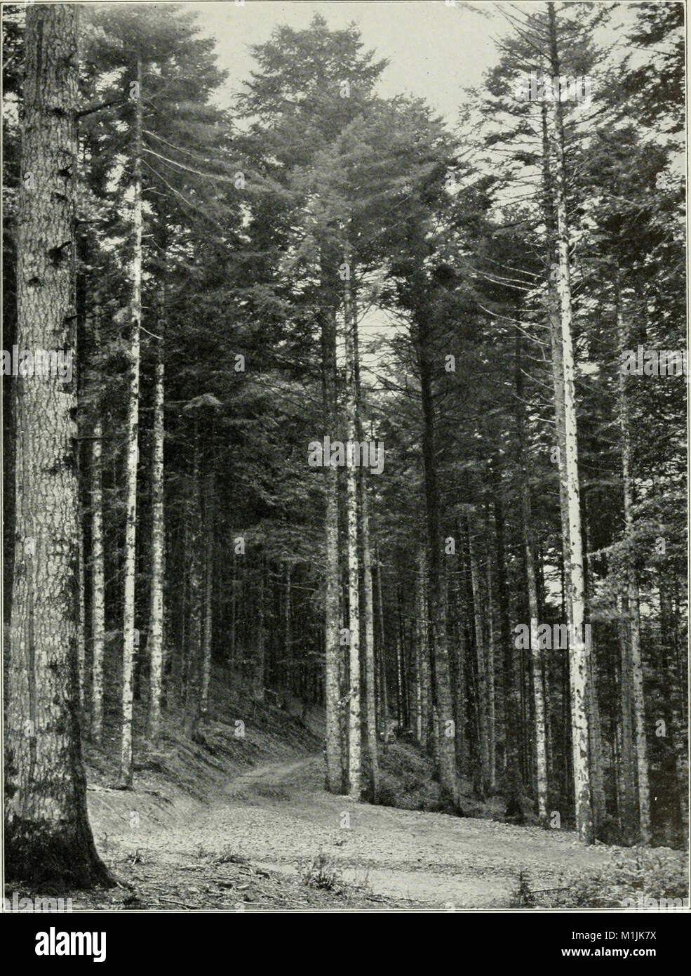 'American Forestry' (1910-1923) is a periodical that provides insights ...