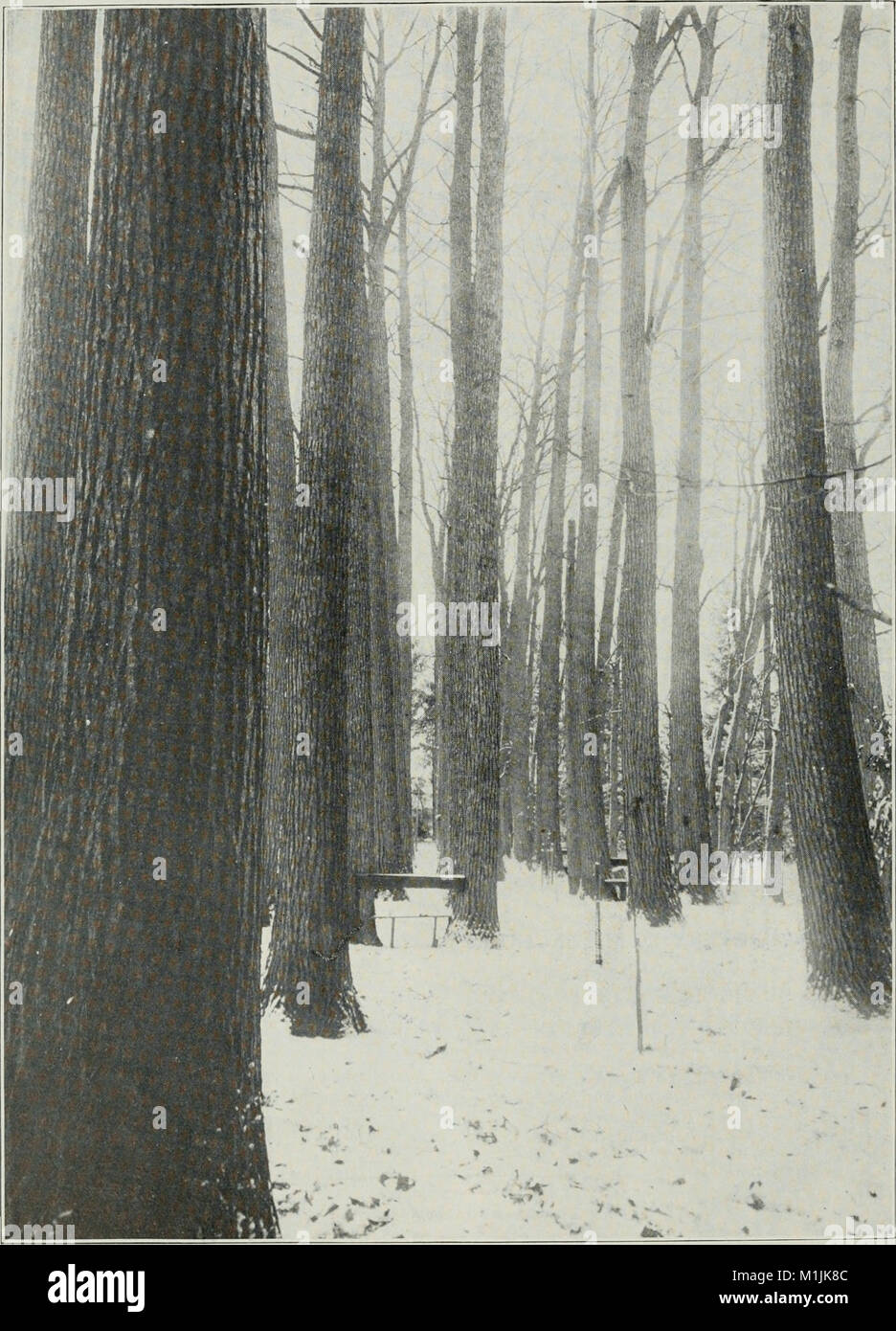 'American Forests' focuses on forest management, conservation efforts ...