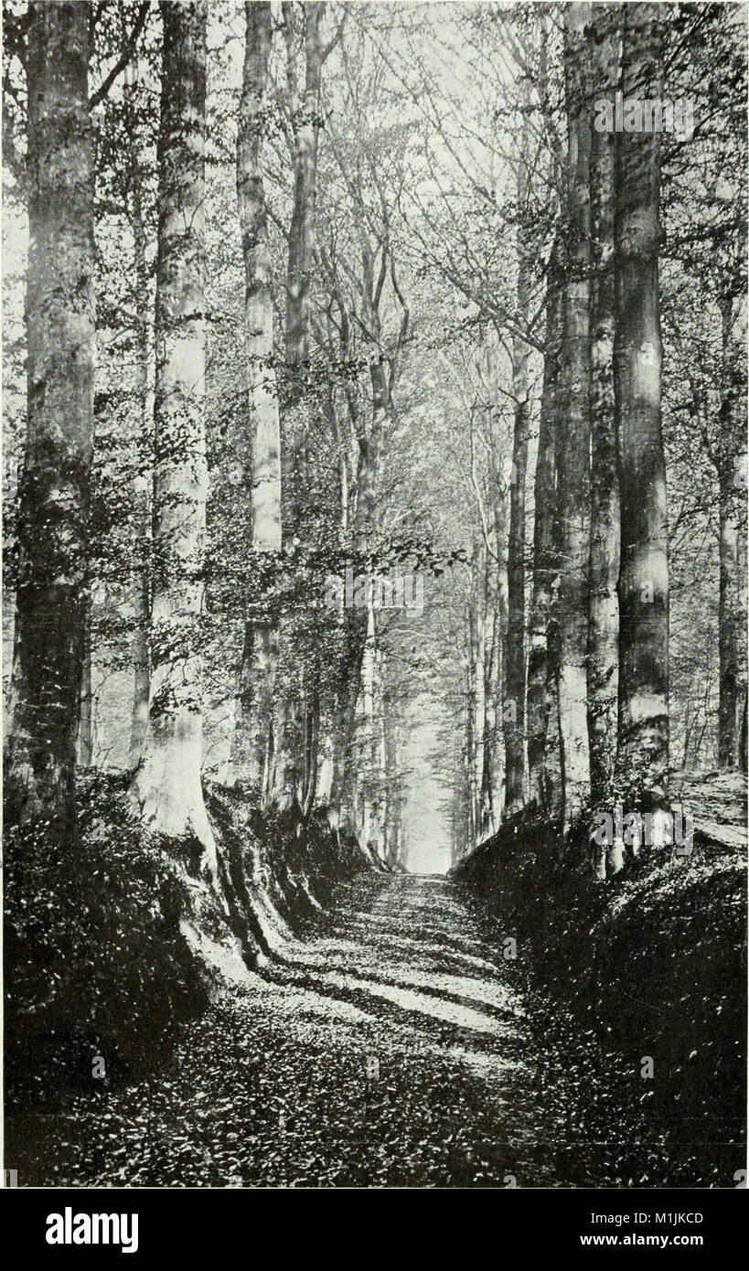 The American Forestry journal, published from 1910 to 1923, covers ...