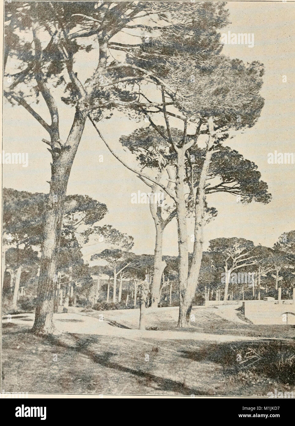 'American Forests' provides an overview of the various forest ...