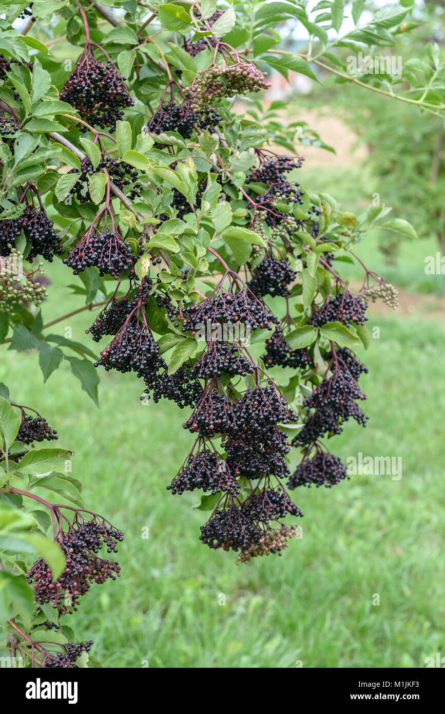 Moffitt nigra hash mountain hi-res stock photography and images - Alamy