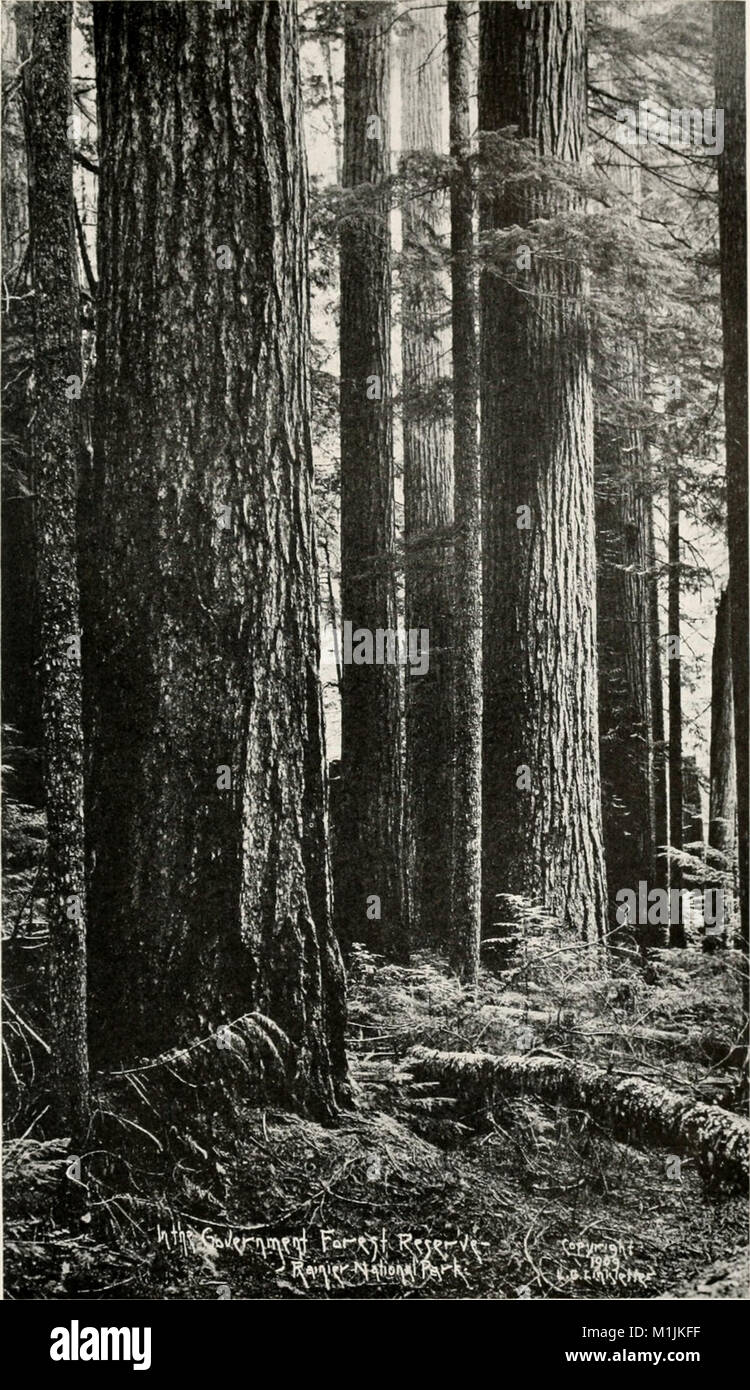 The 'American Forestry' publication covers the development of the ...
