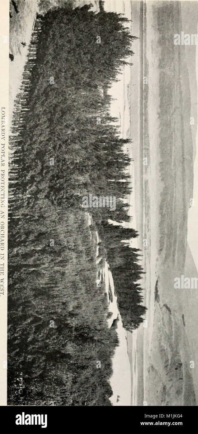 A historical look at American forestry practices between 1910 and 1923 ...