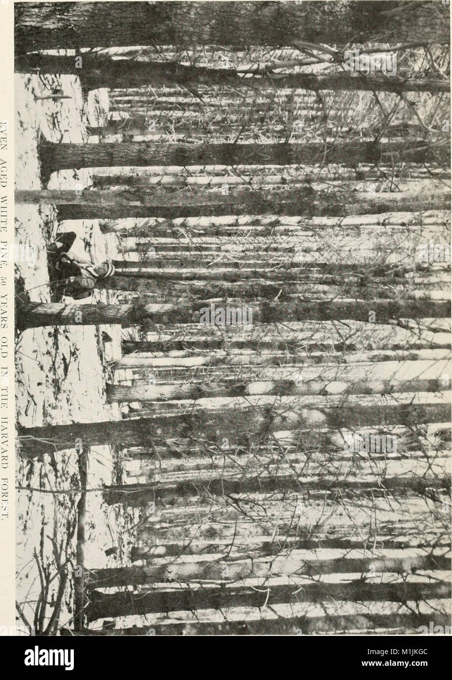 The American Forestry journal, published between 1910 and 1923, covers ...