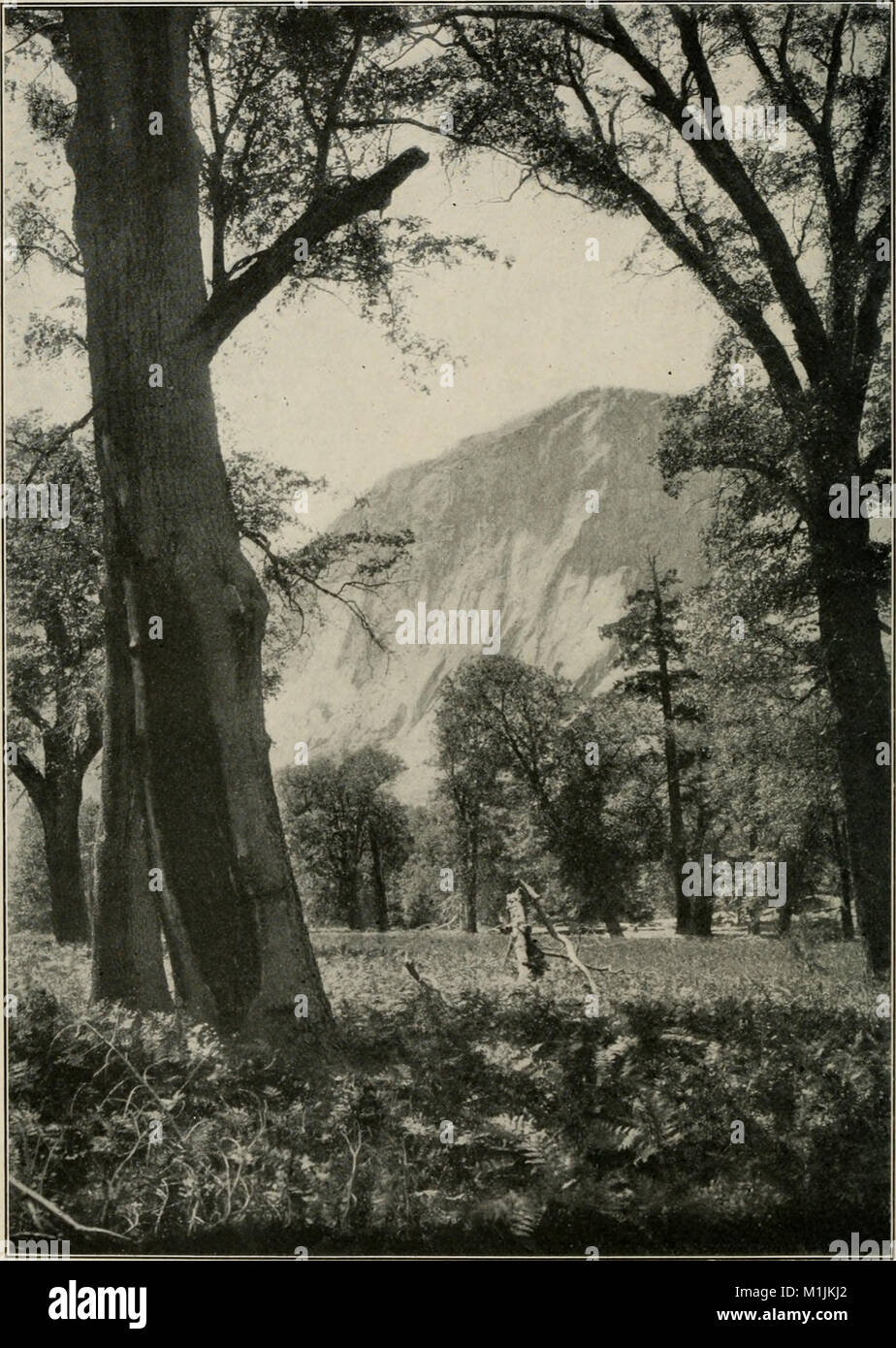 'American Forestry' (1910-1923) covers the evolution of forestry ...