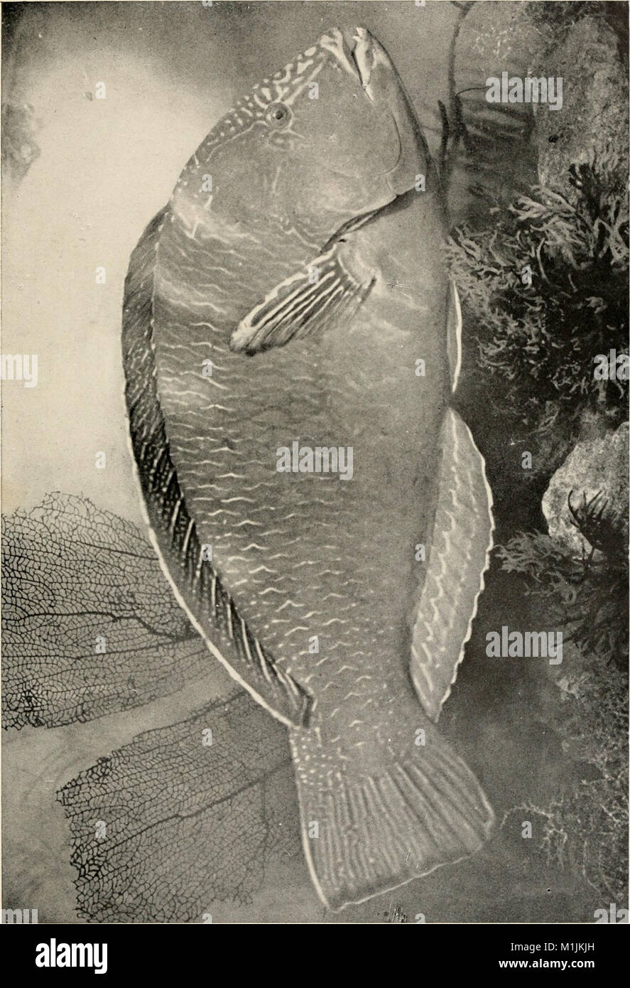 American food and game fishes. A popular account of all the species ...