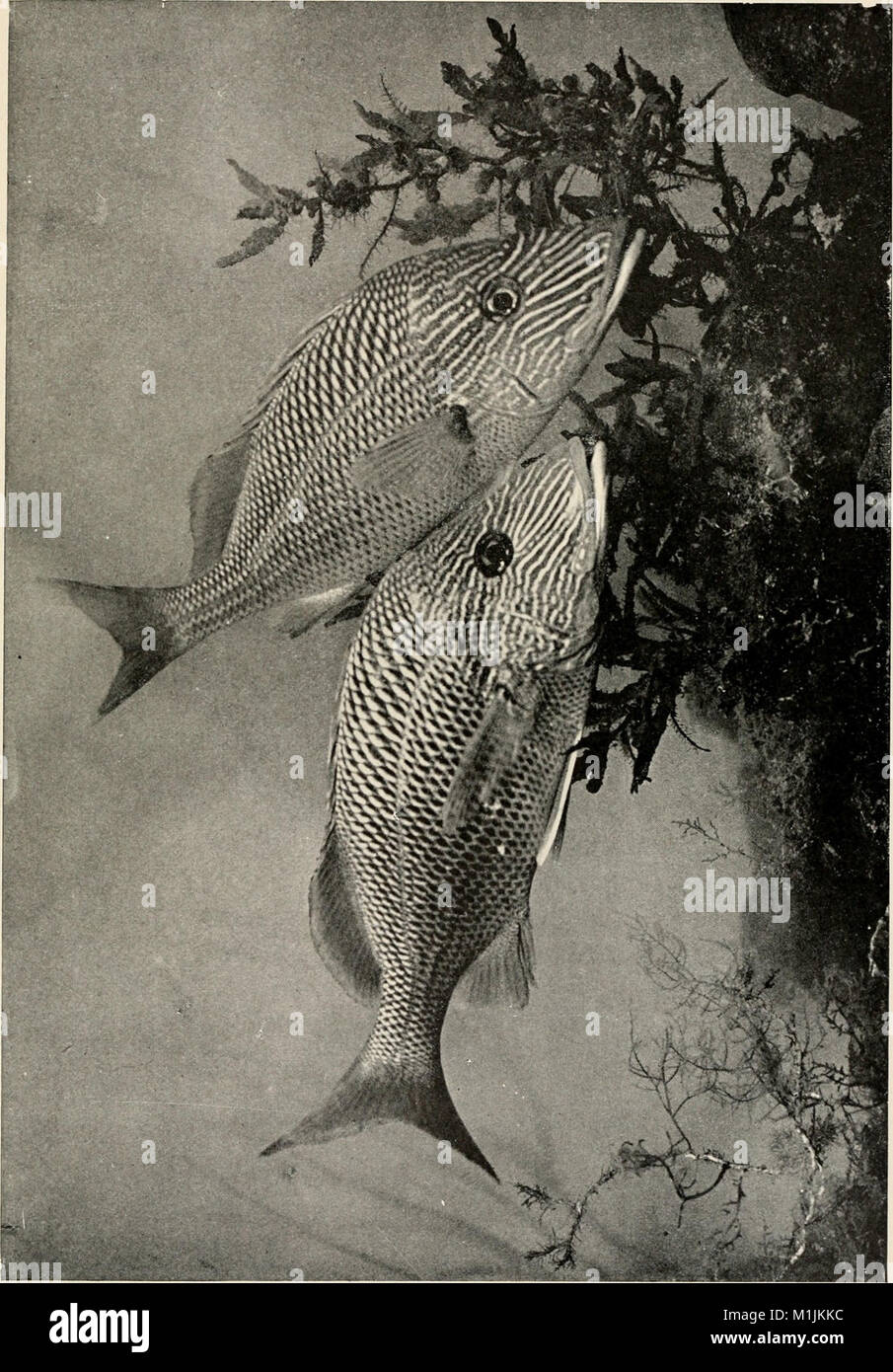 This 1908 work offers a popular account of North American fish species ...