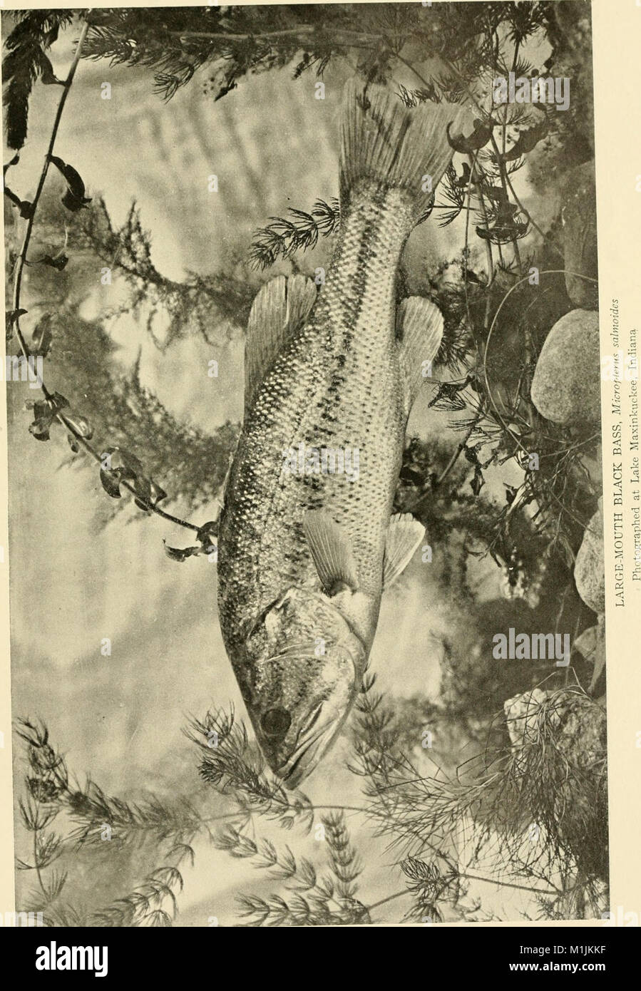 'American Food and Game Fishes' (1902) is a comprehensive guide to the ...