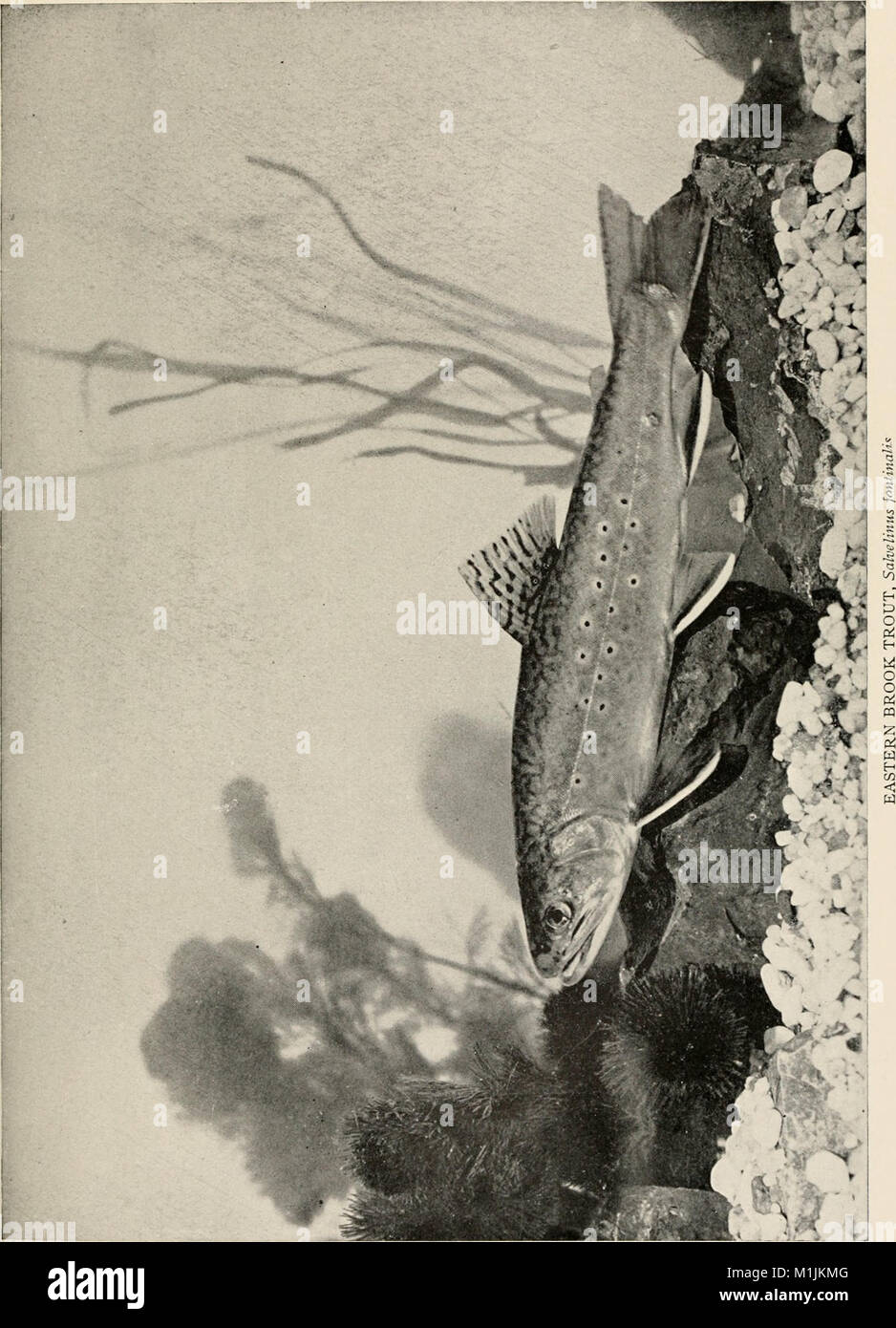 This 1908 work provides an accessible guide to North American food and ...