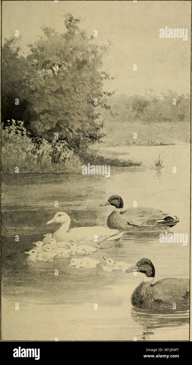 'Among the Farmyard People' (1899) explores the lives of farm animals ...