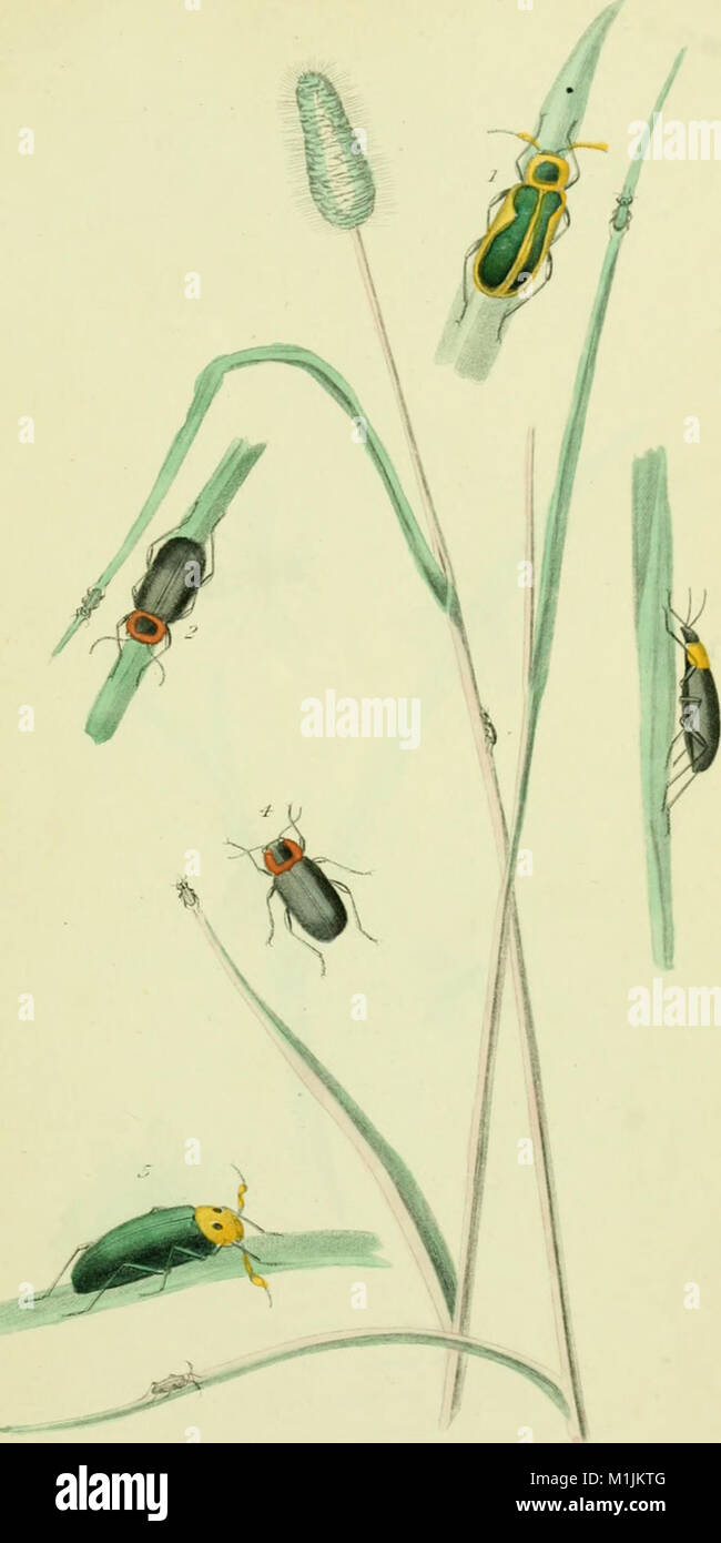 American entomology - a description of the insects of North American ...