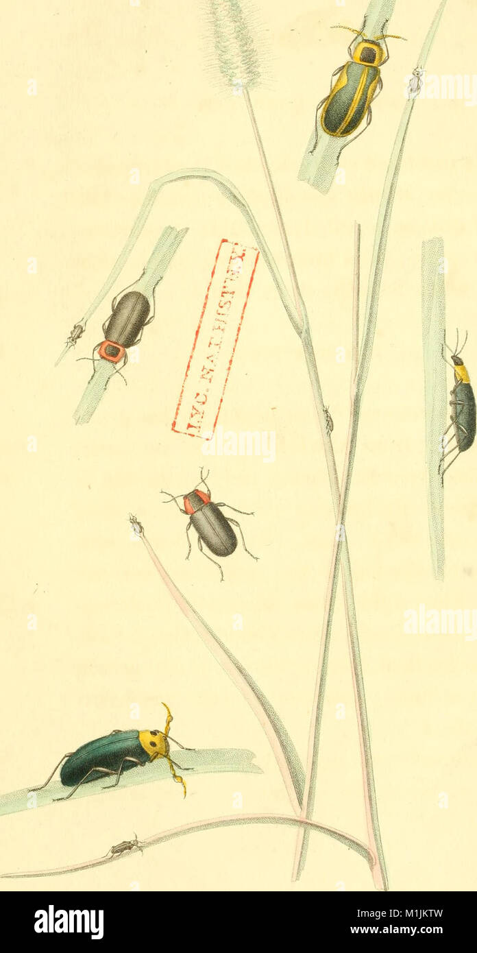 American entomology, or Descriptions of the insects of North America ...